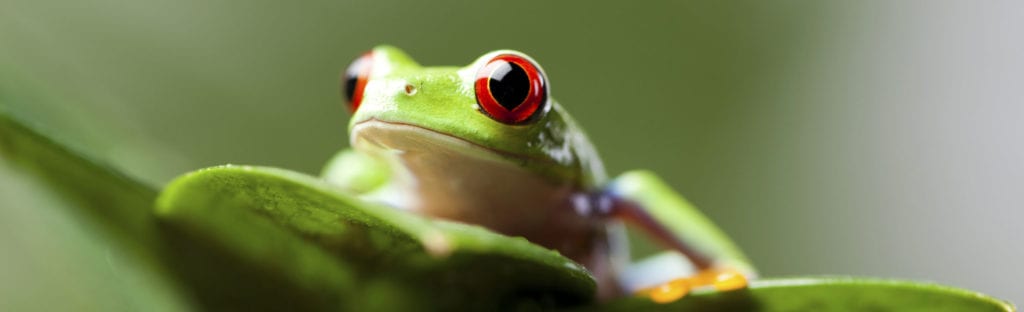 About Tree Frogs | Treefrog Inc.